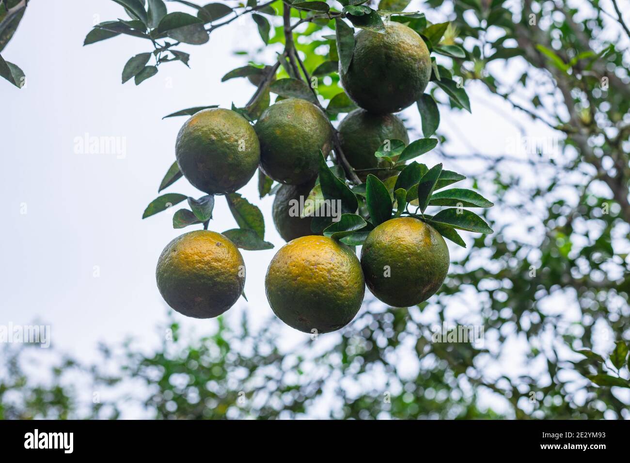 Closeup shot of an unripe green orange fruits on the tree branch Stock ...