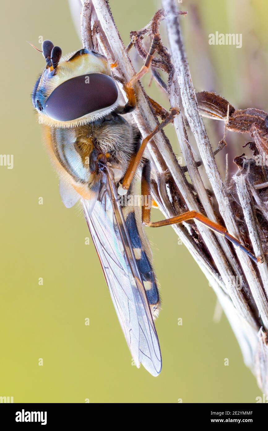 Selenitica hi-res stock photography and images - Alamy