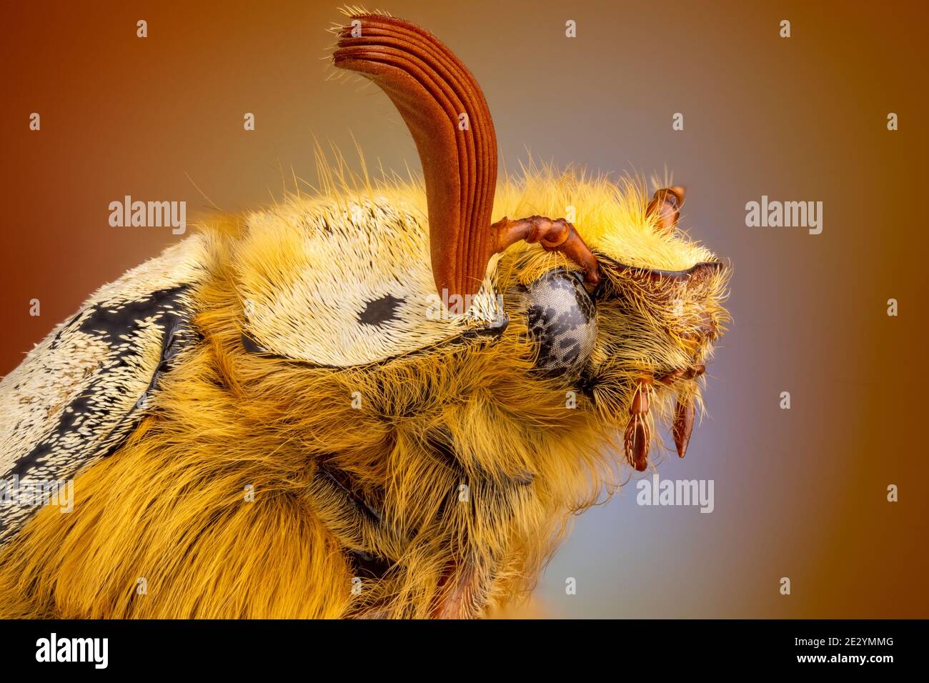 Maybug hi-res stock photography and images - Alamy