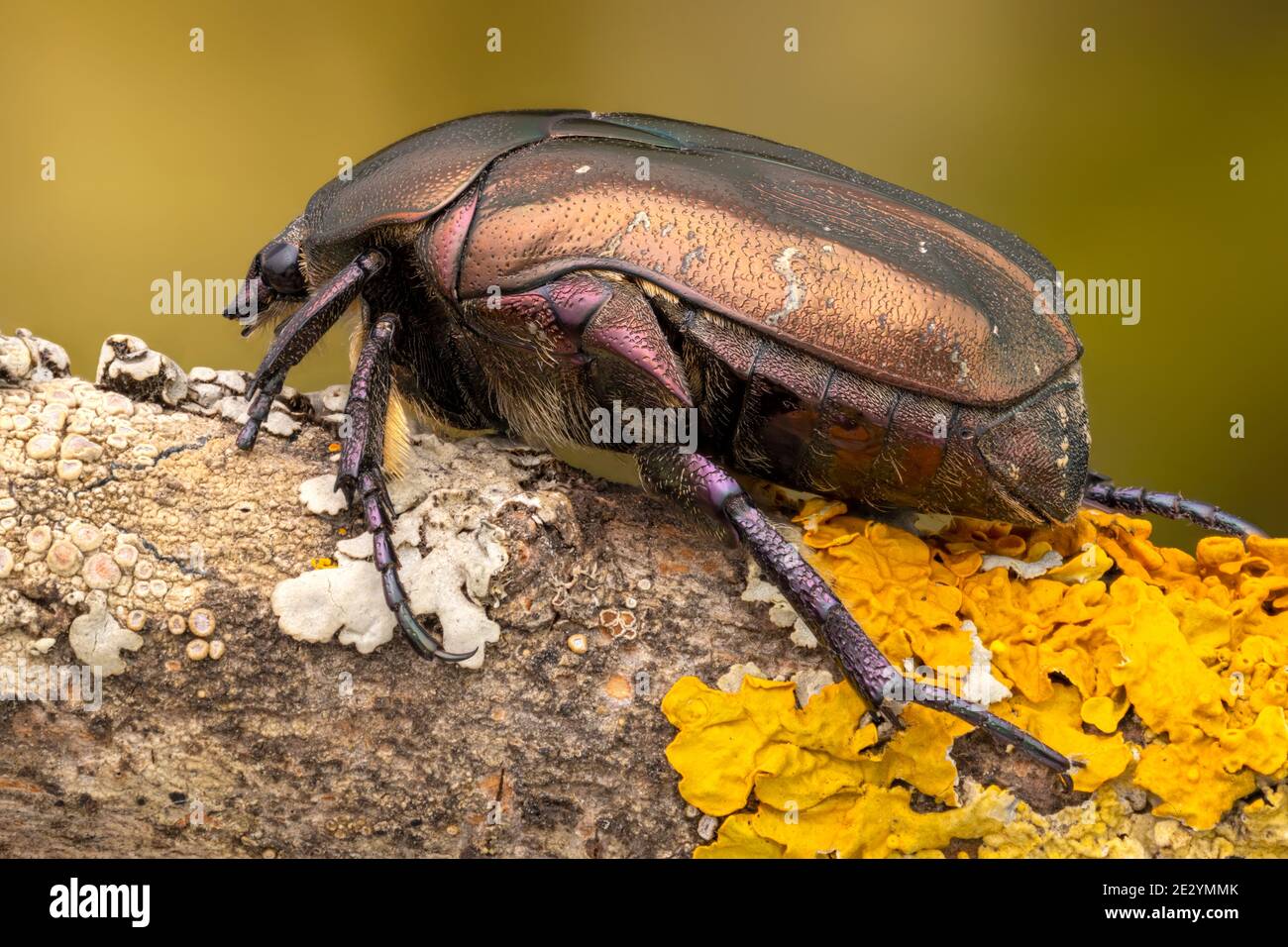Brown rose chafer Stock Photo - Alamy