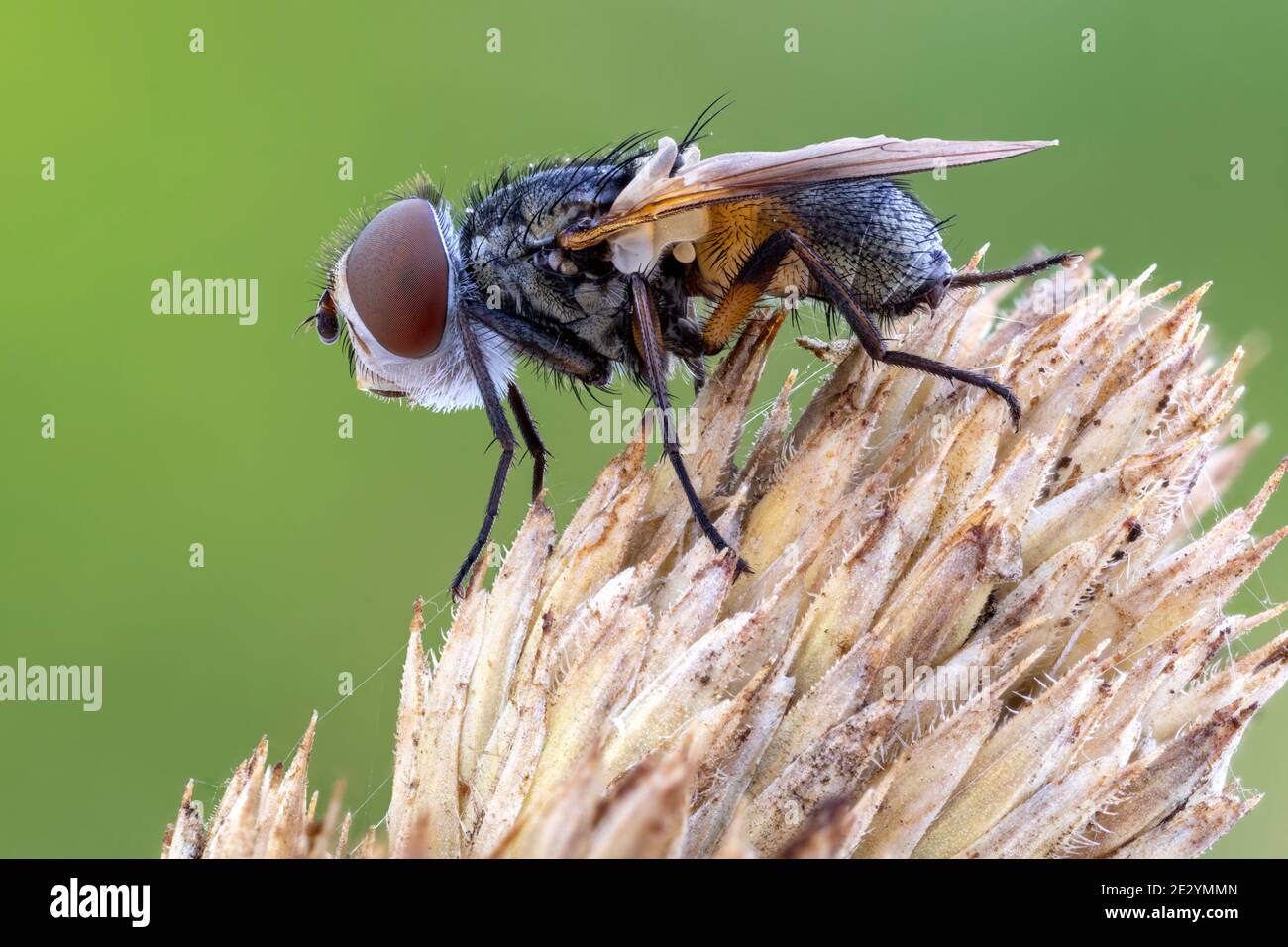 Painted wing fly hi-res stock photography and images - Alamy