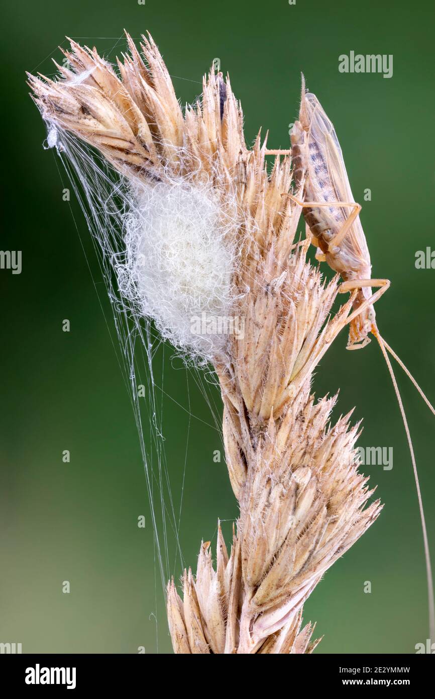 Tree cricket hi-res stock photography and images - Alamy