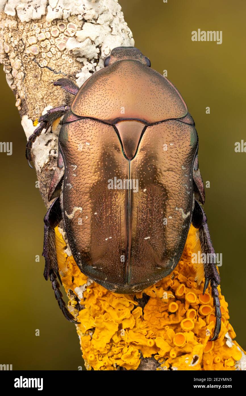 Brown rose chafer Stock Photo - Alamy