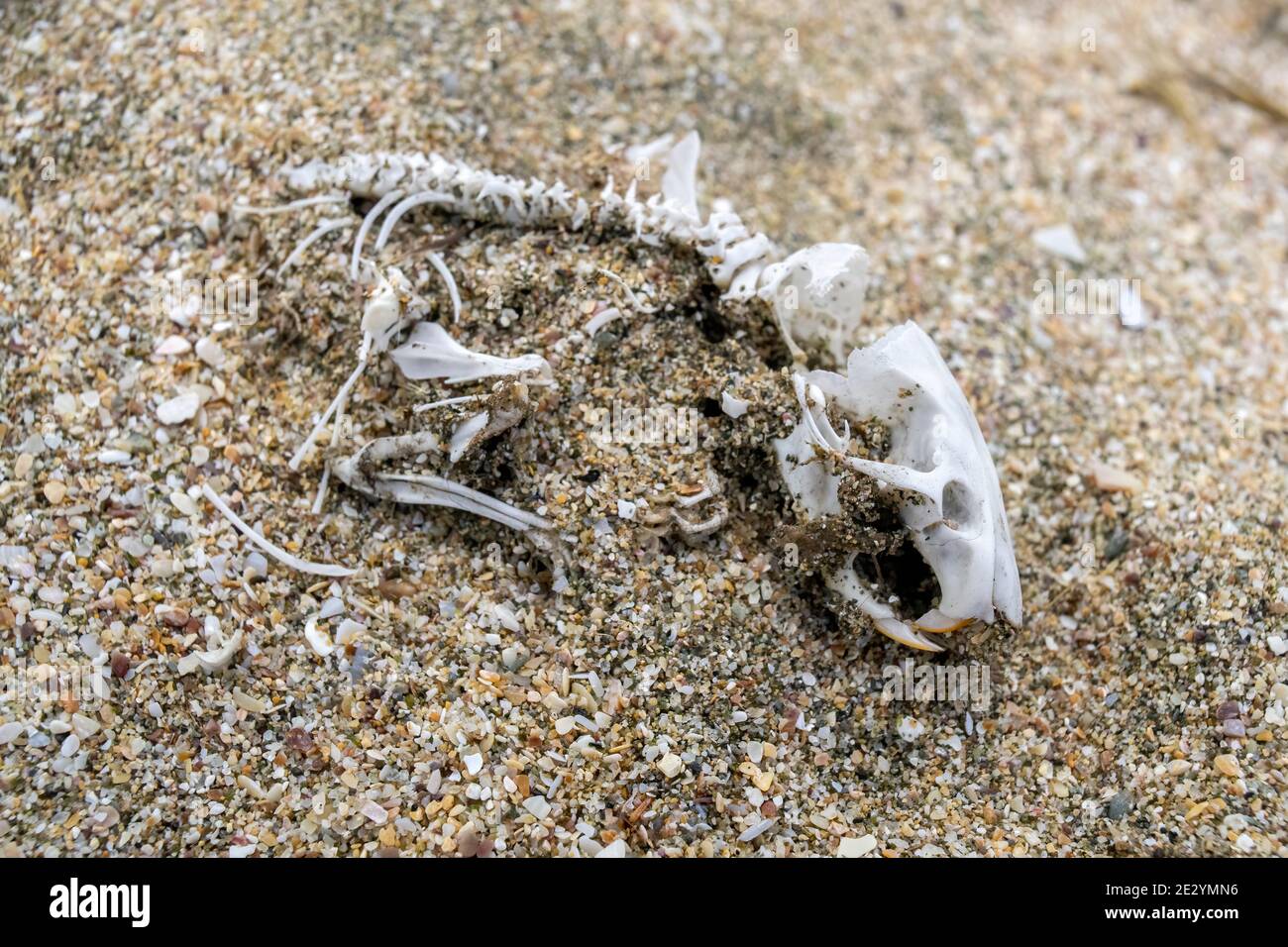 Rodent bones hi-res stock photography and images - Alamy