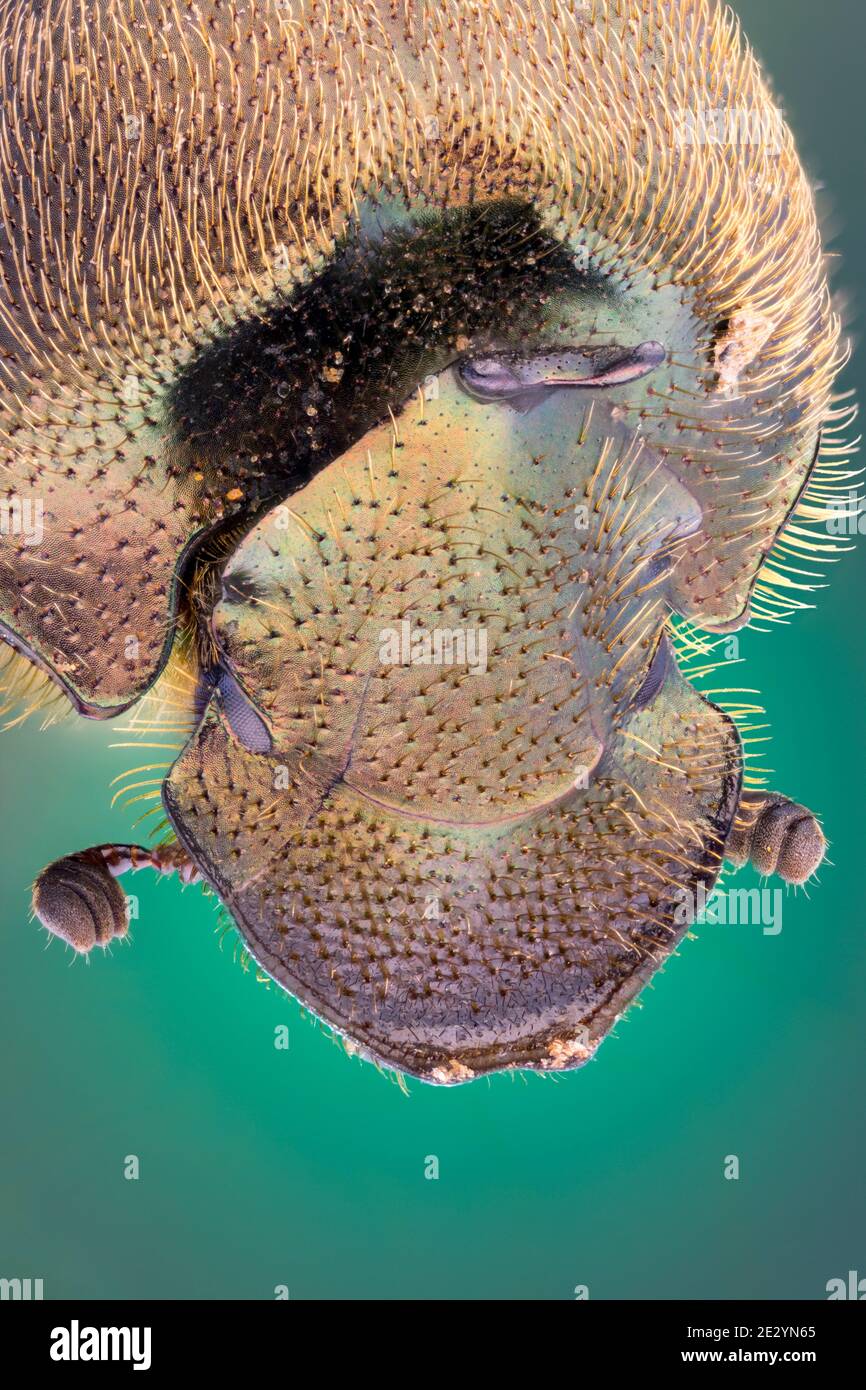 True dung beetle hi-res stock photography and images - Alamy