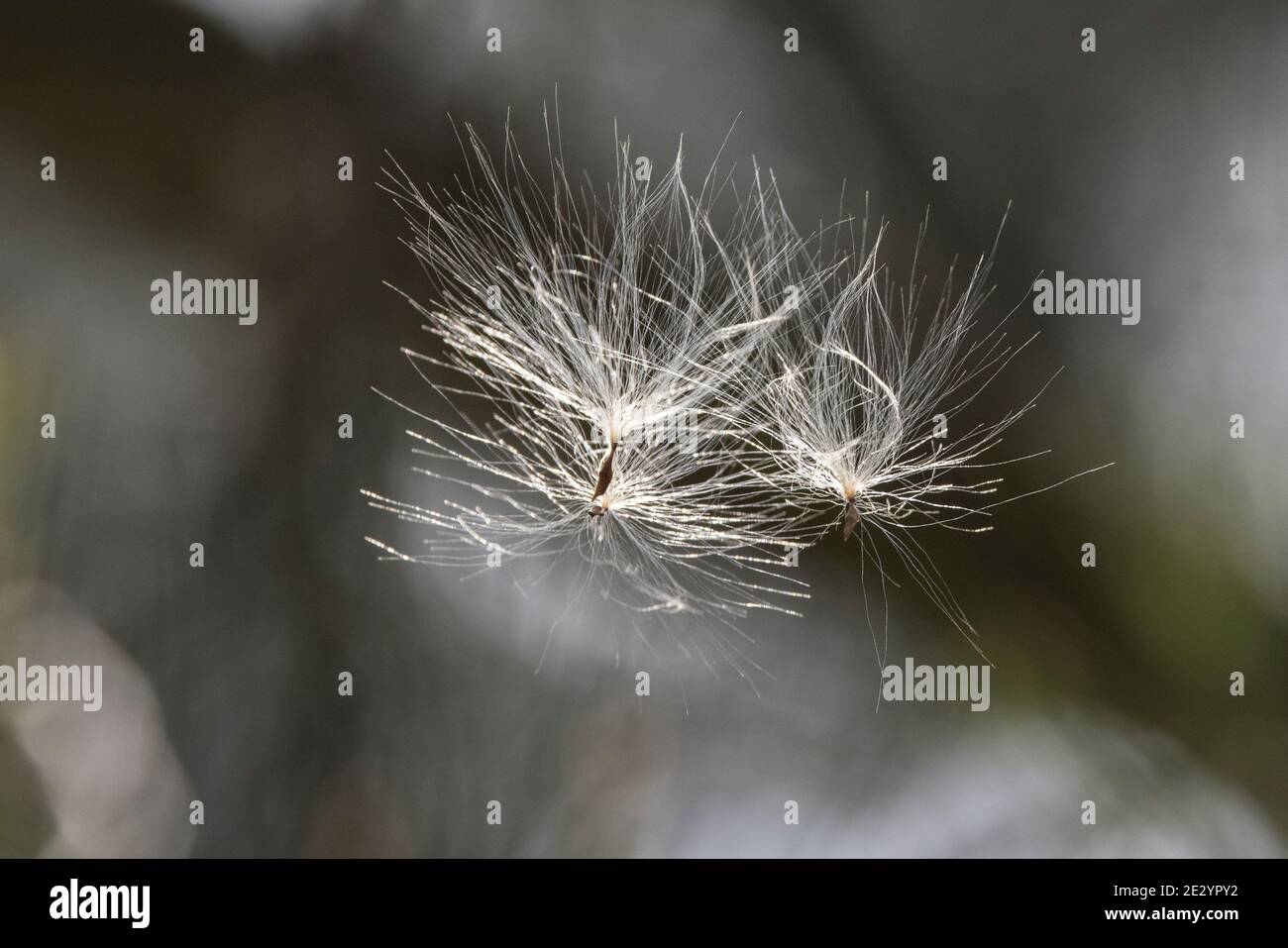 Monkey rope vine hi-res stock photography and images - Alamy