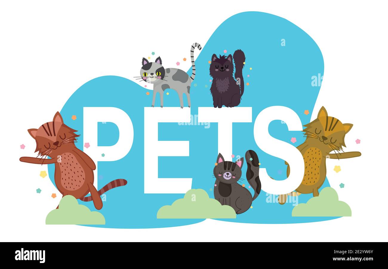pets cats feline animals with text cartoon design vector illustration ...