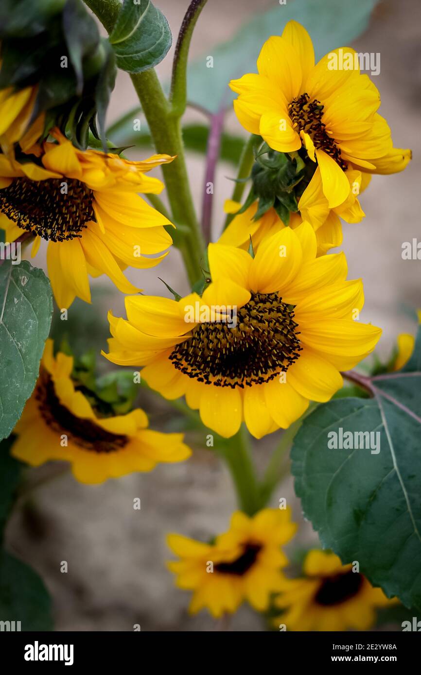 Vertical shot of beautiful sunflowers captured in a garden Stock Photo ...