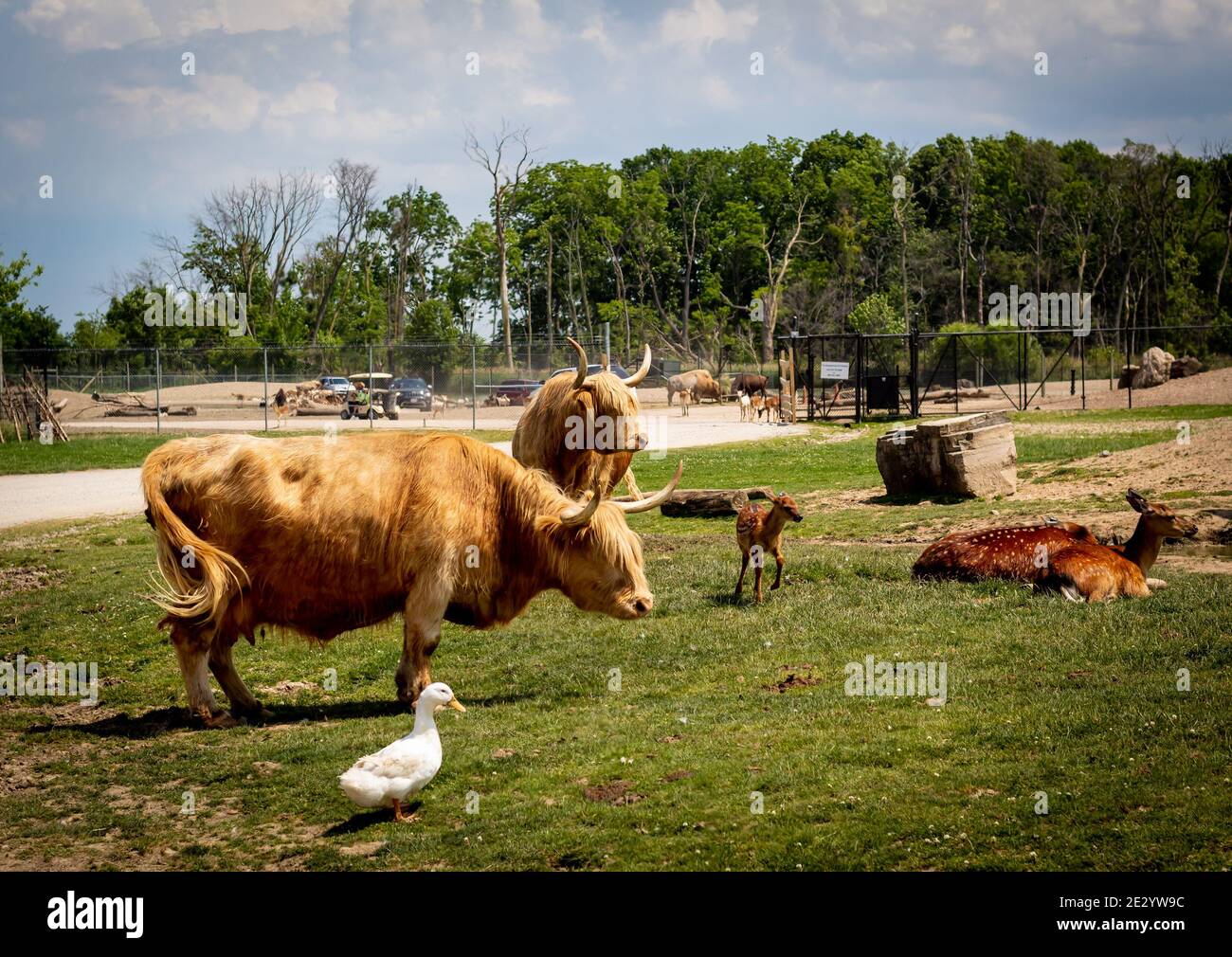 Herd of different animals grazing on the grass-covered meadow in the z ...
