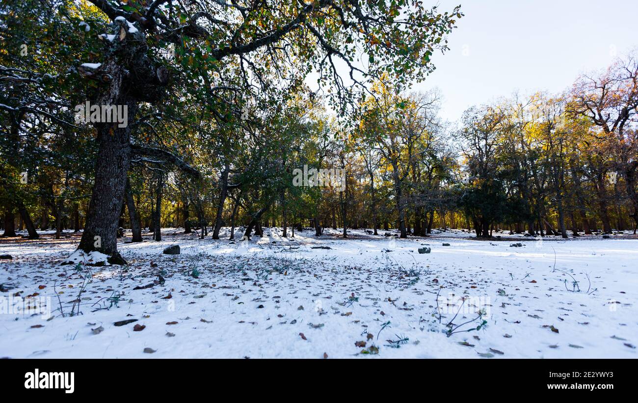 Snow, shadows and trees in Ifrane city in Morocco Stock Photo - Alamy