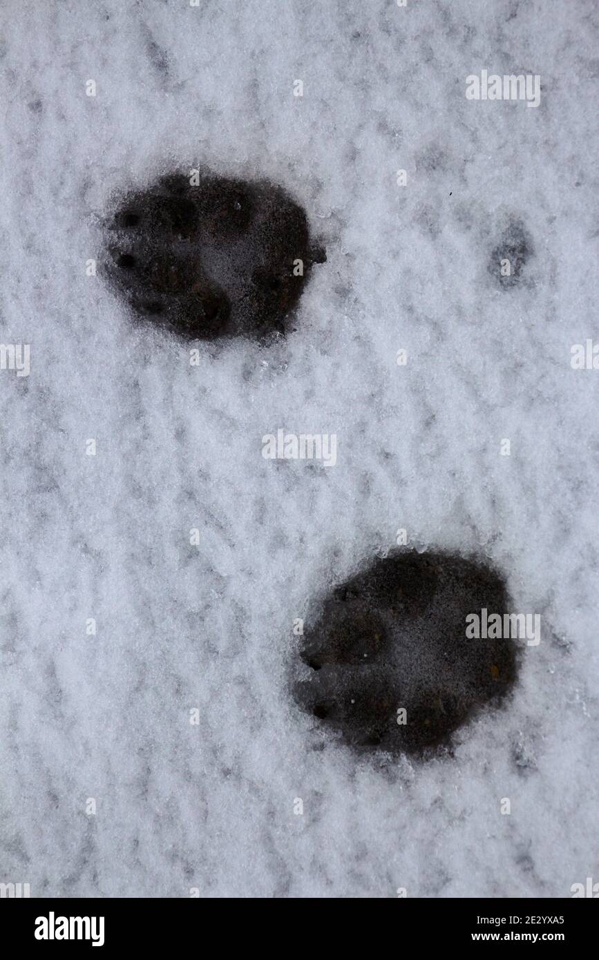 Dog footprint hi-res stock photography and images - Alamy