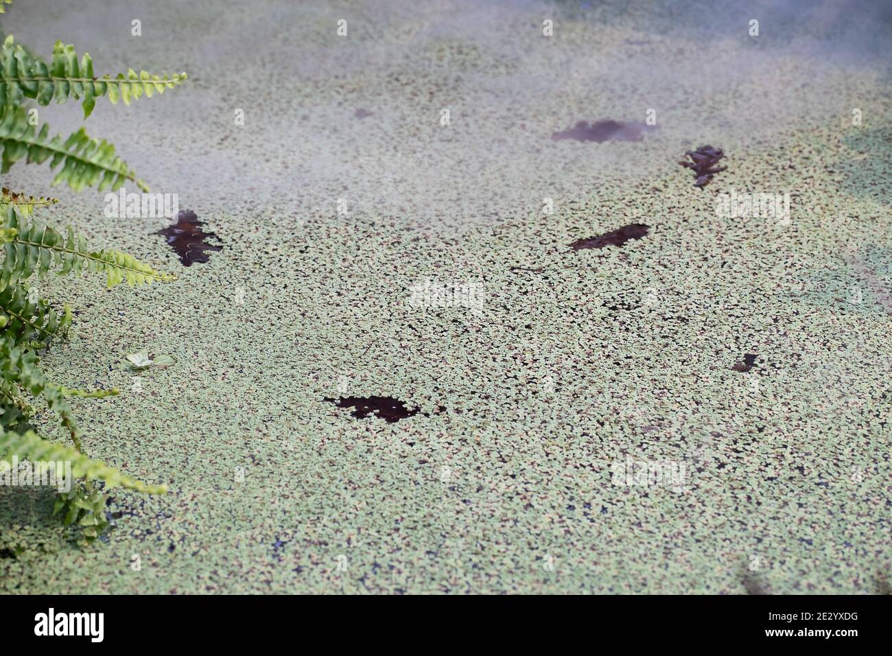 Duckweed covering pond hi-res stock photography and images - Alamy