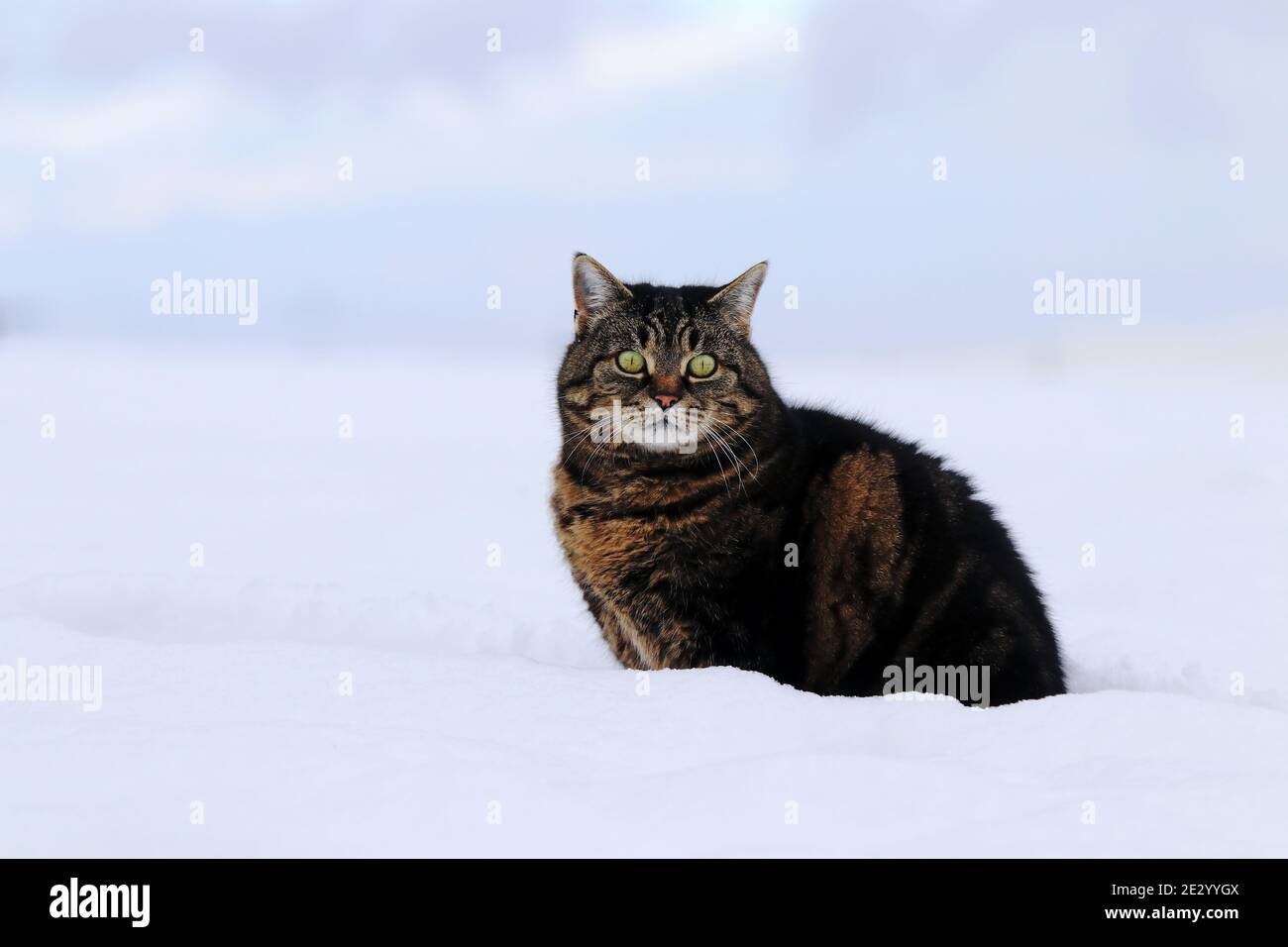 Fat cat in black white hi-res stock photography and images - Alamy