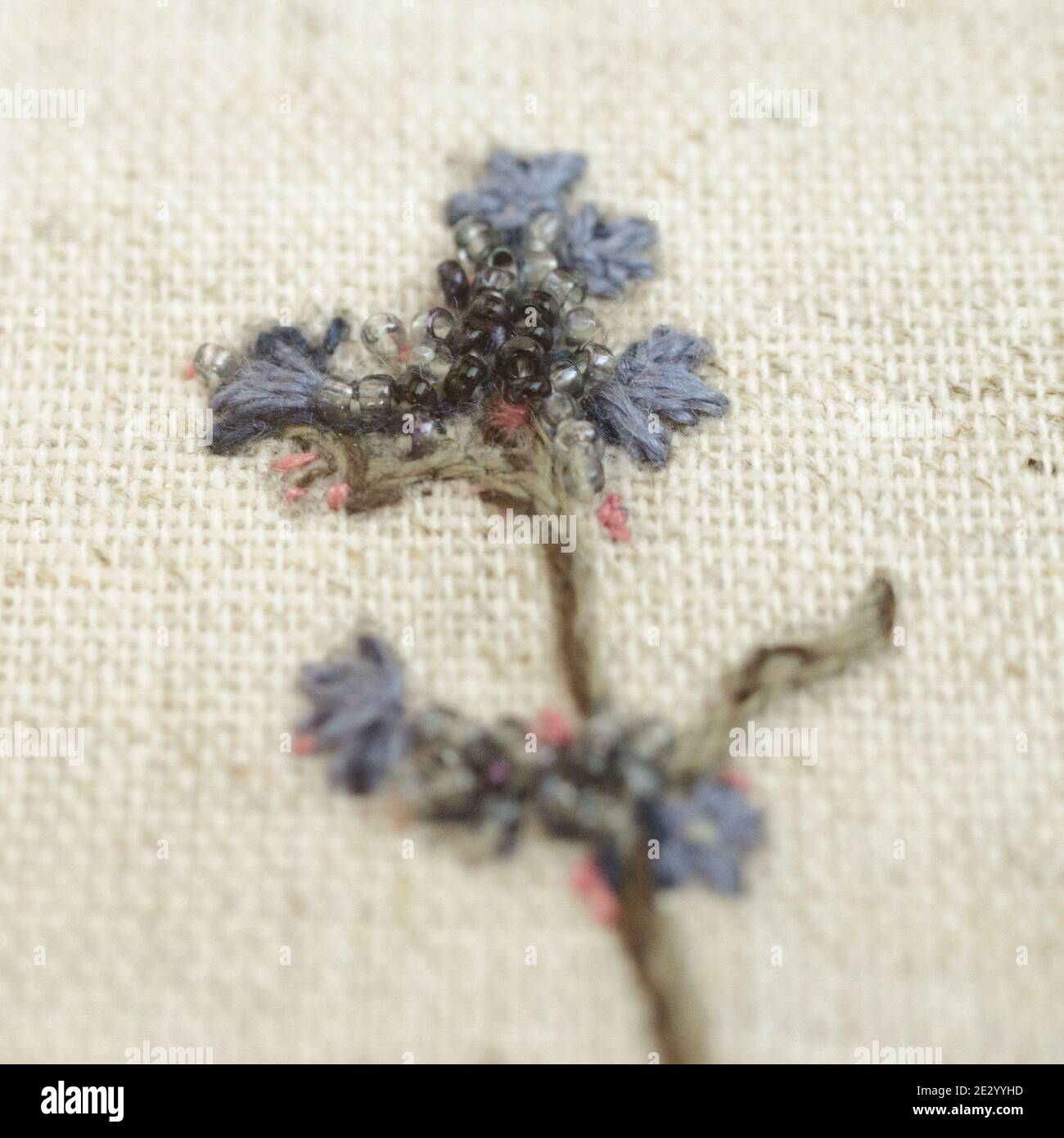 Durer flowers hi-res stock photography and images - Alamy
