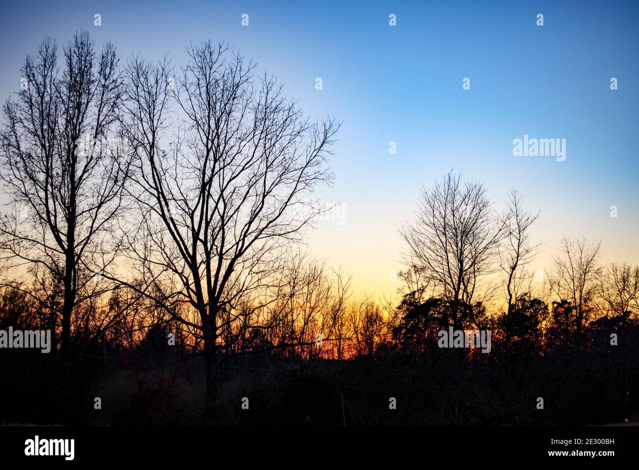 silhouette of a tree line in the Fall at golden hour in the country ...