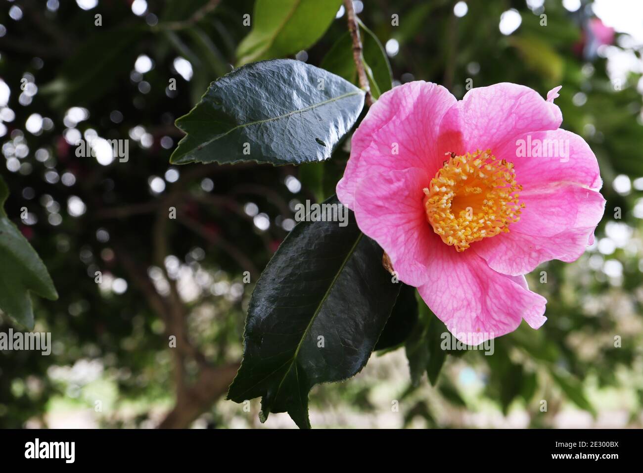 Camellia japonica kingyoba tsubaki hi-res stock photography and images ...