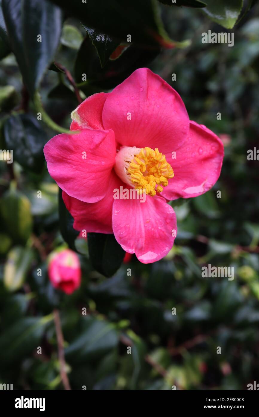 Camellia Sasanqua Kanjiro High Resolution Stock Photography and Images ...