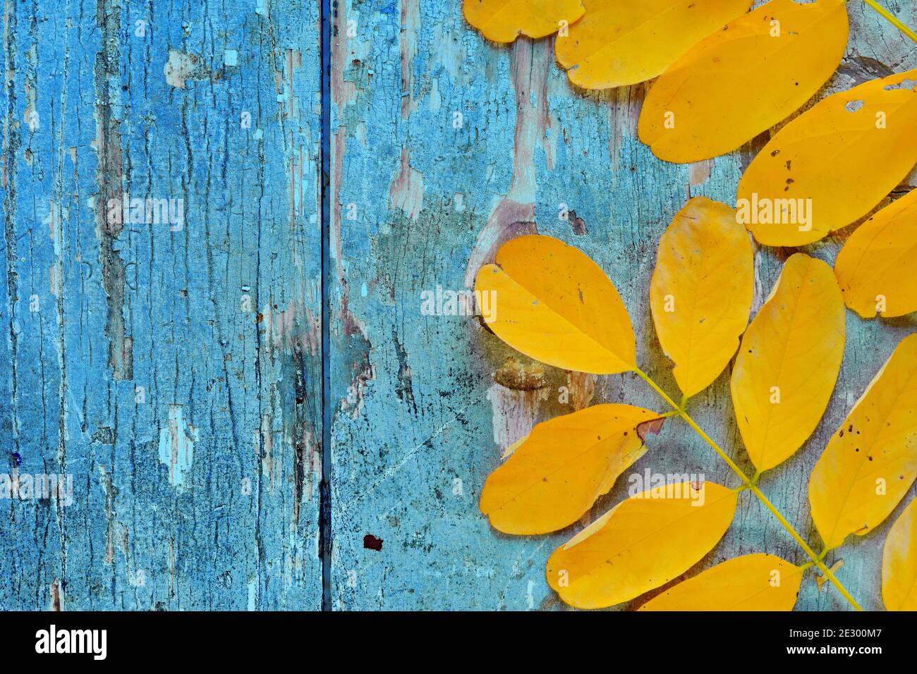 Autumn background with colorful fall leaves on rustic wooden table with ...