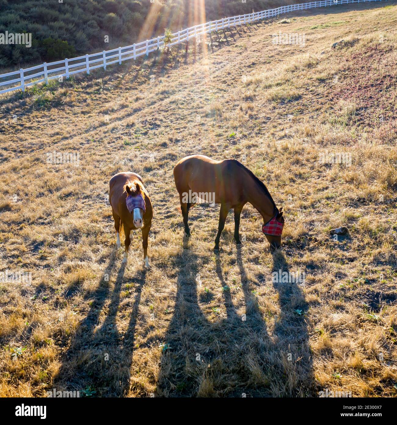 Horses in pen hi-res stock photography and images - Alamy