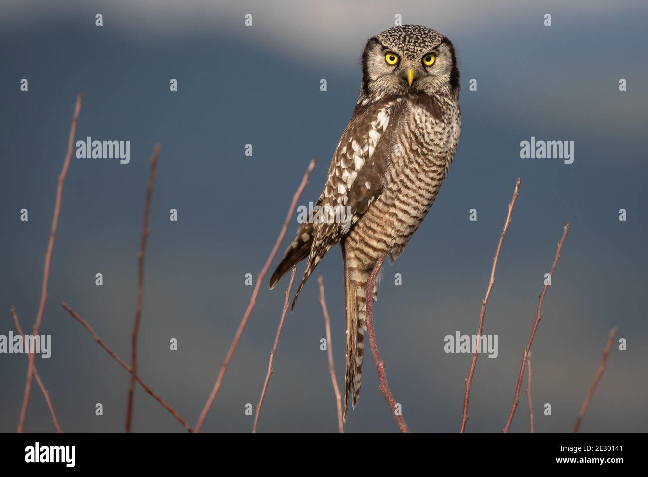 Vancouver owl hi-res stock photography and images - Alamy