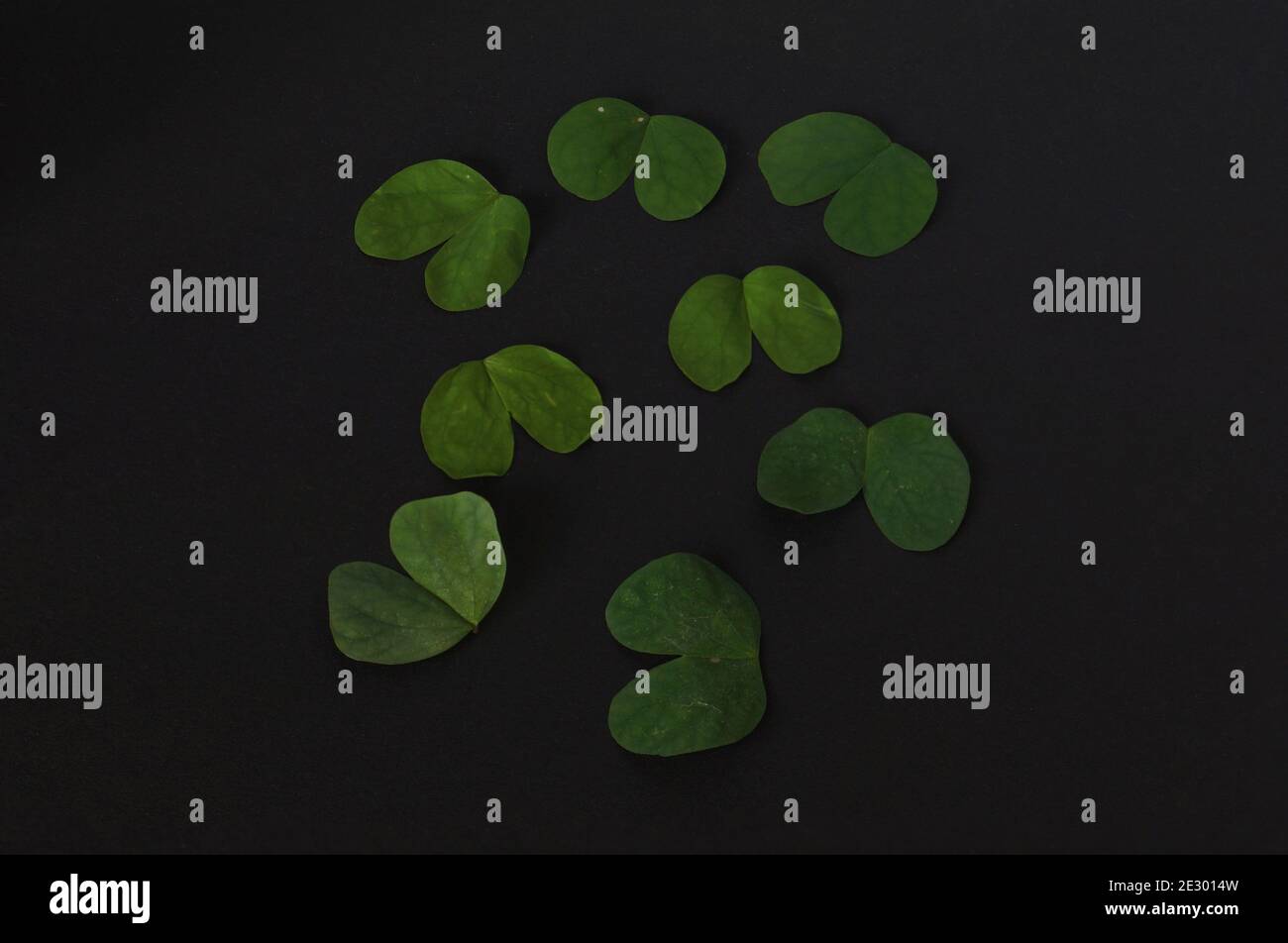 Two rounded leaves hi-res stock photography and images - Alamy