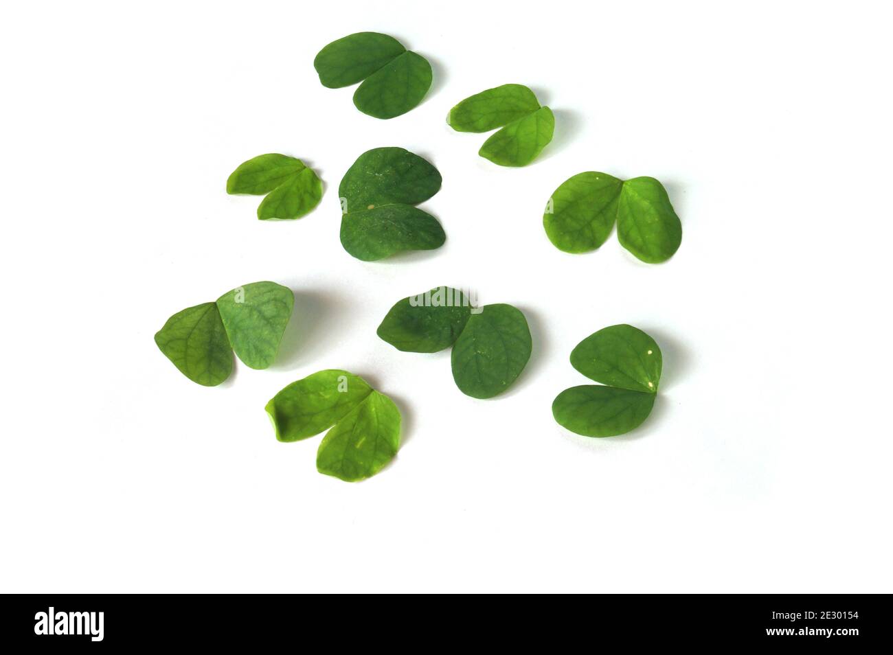 Small rounded leaves Cut Out Stock Images & Pictures - Alamy