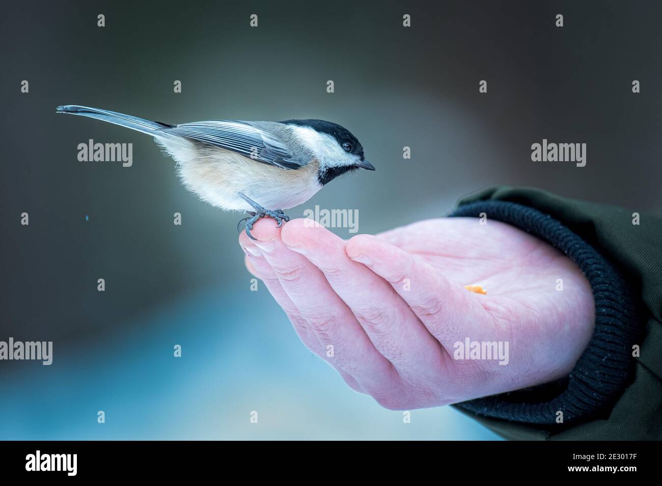 Black capped chickadee birdseed hi-res stock photography and images - Alamy