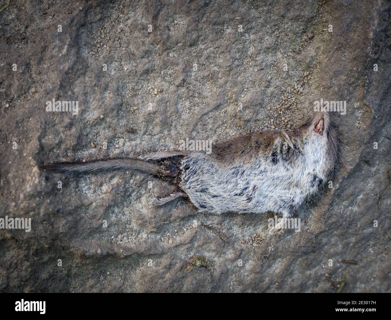 Top view shot of a dead tiny rat on the ground Stock Photo - Alamy