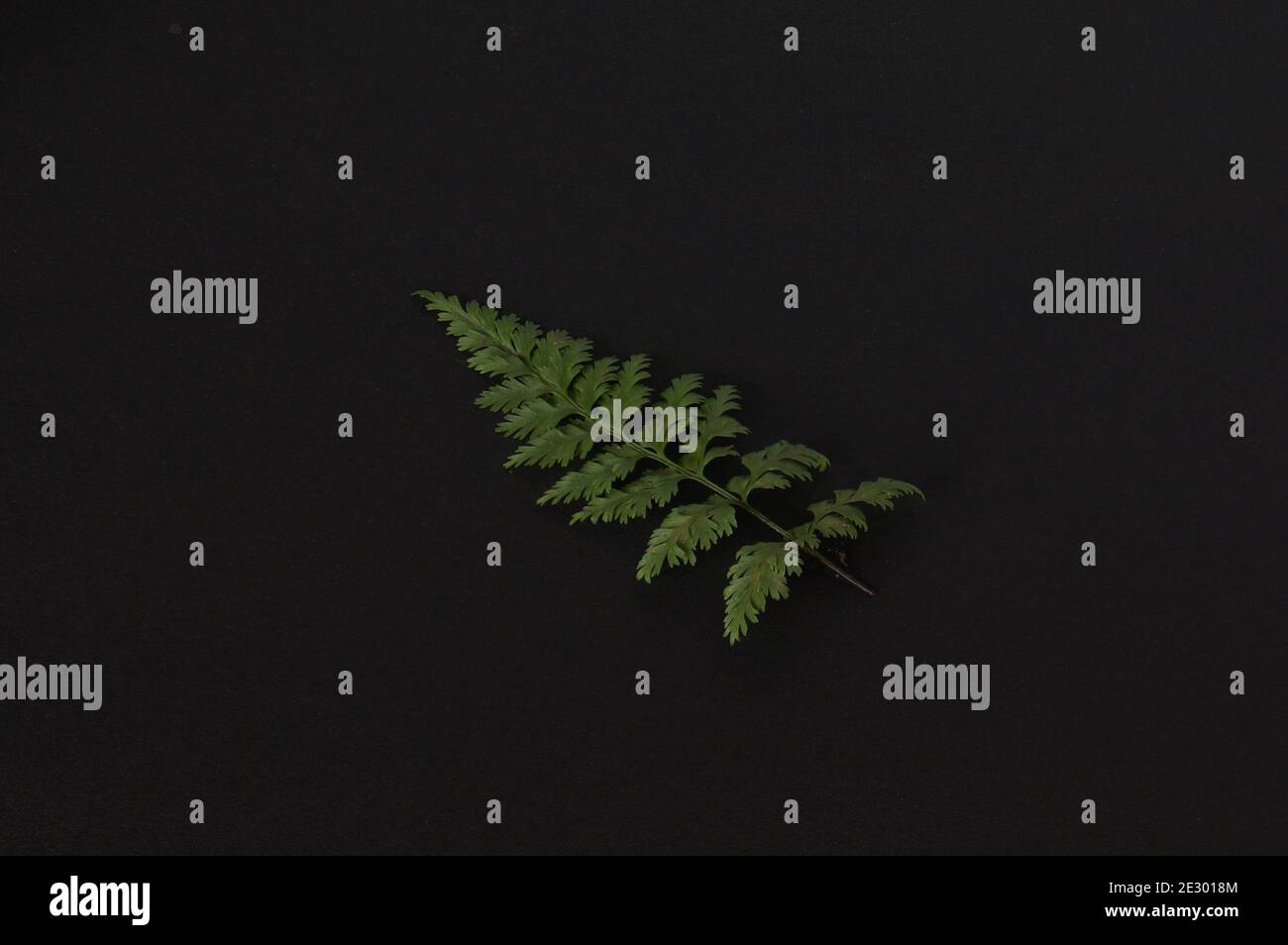 Fern plant graphic black hi-res stock photography and images - Alamy