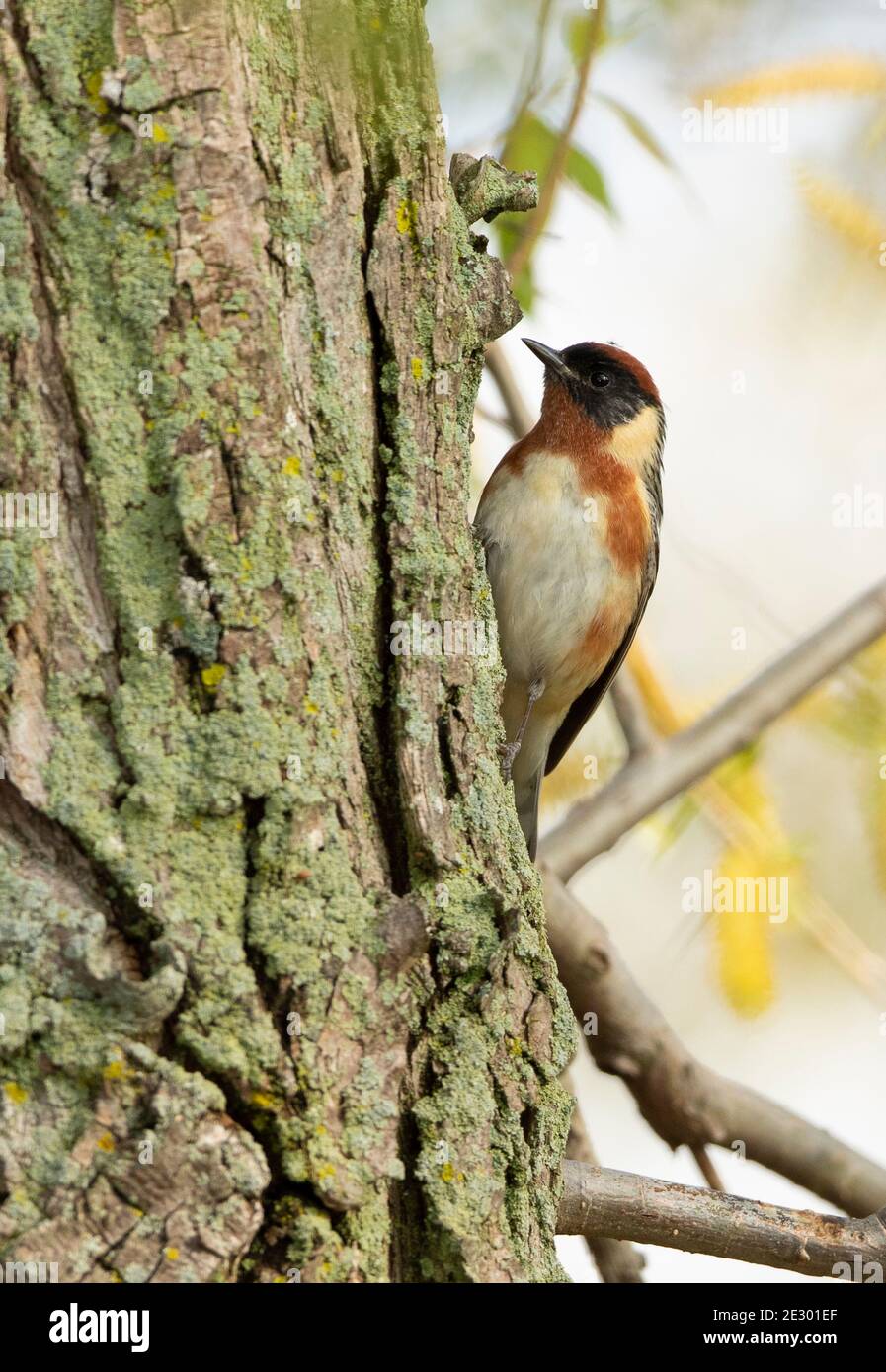 Bay-breasted Warbler (Setophaga castanea Stock Photo - Alamy