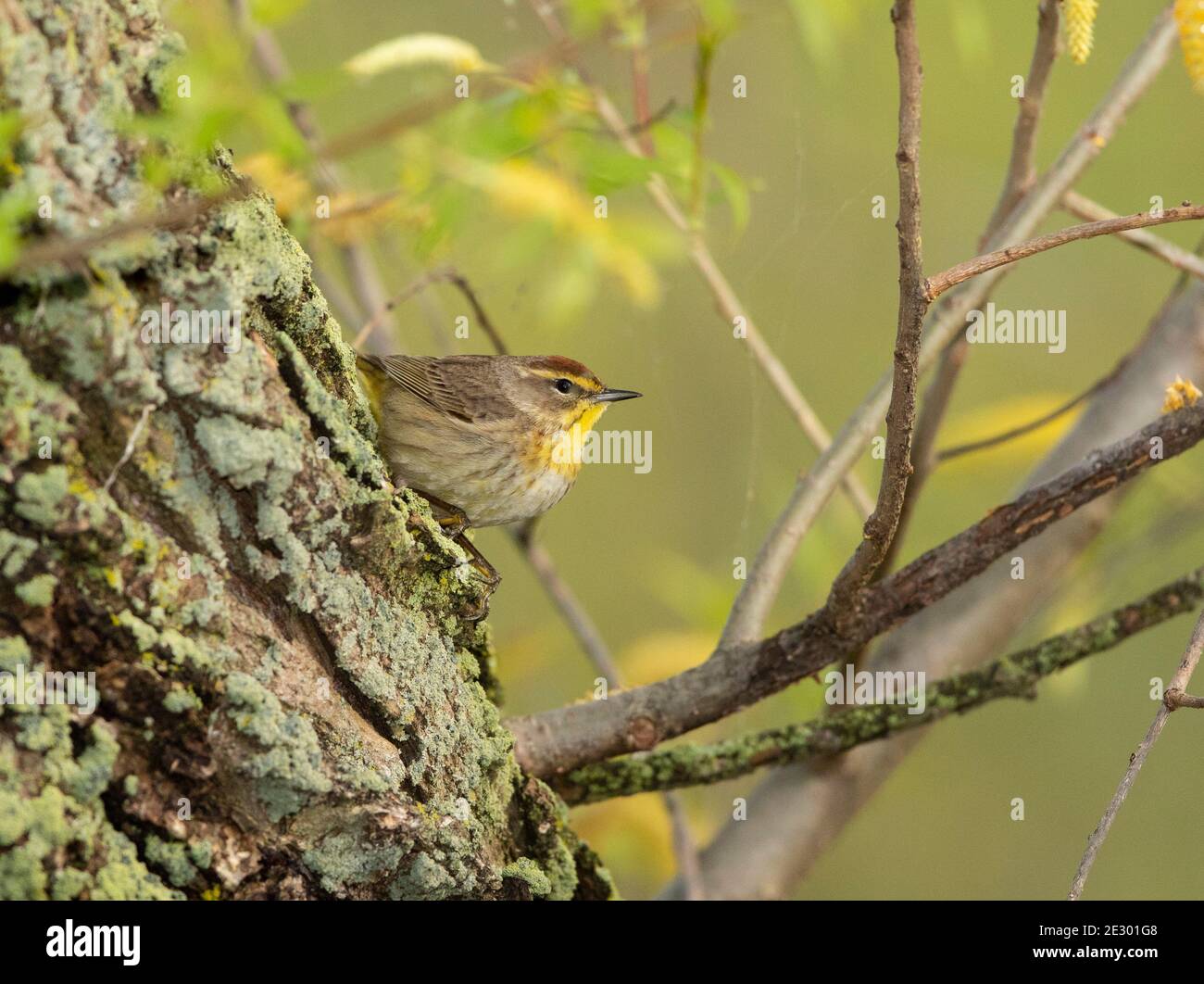 Palmarum hi-res stock photography and images - Alamy