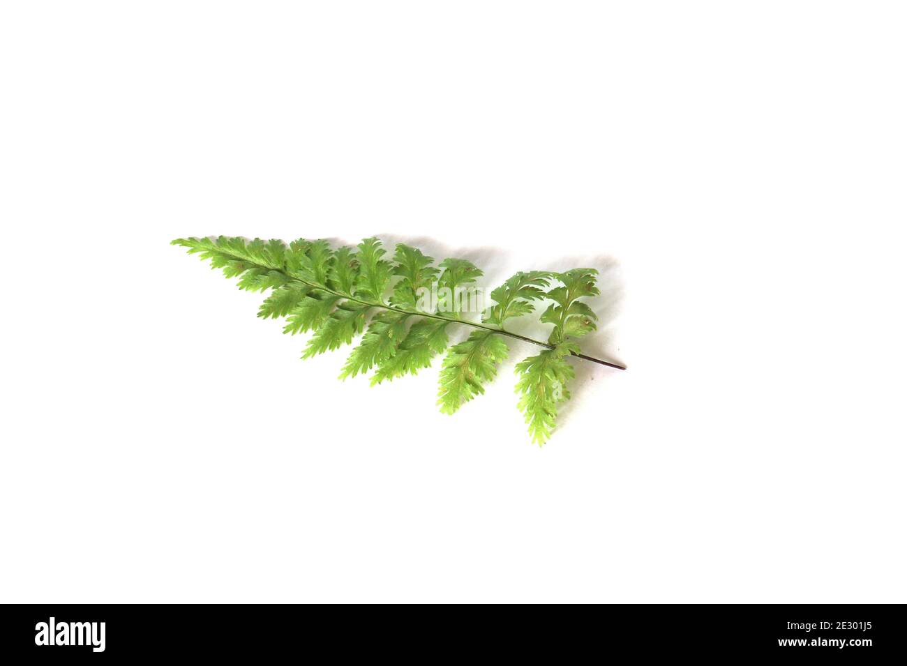 Silver fern leaf Cut Out Stock Images & Pictures - Alamy