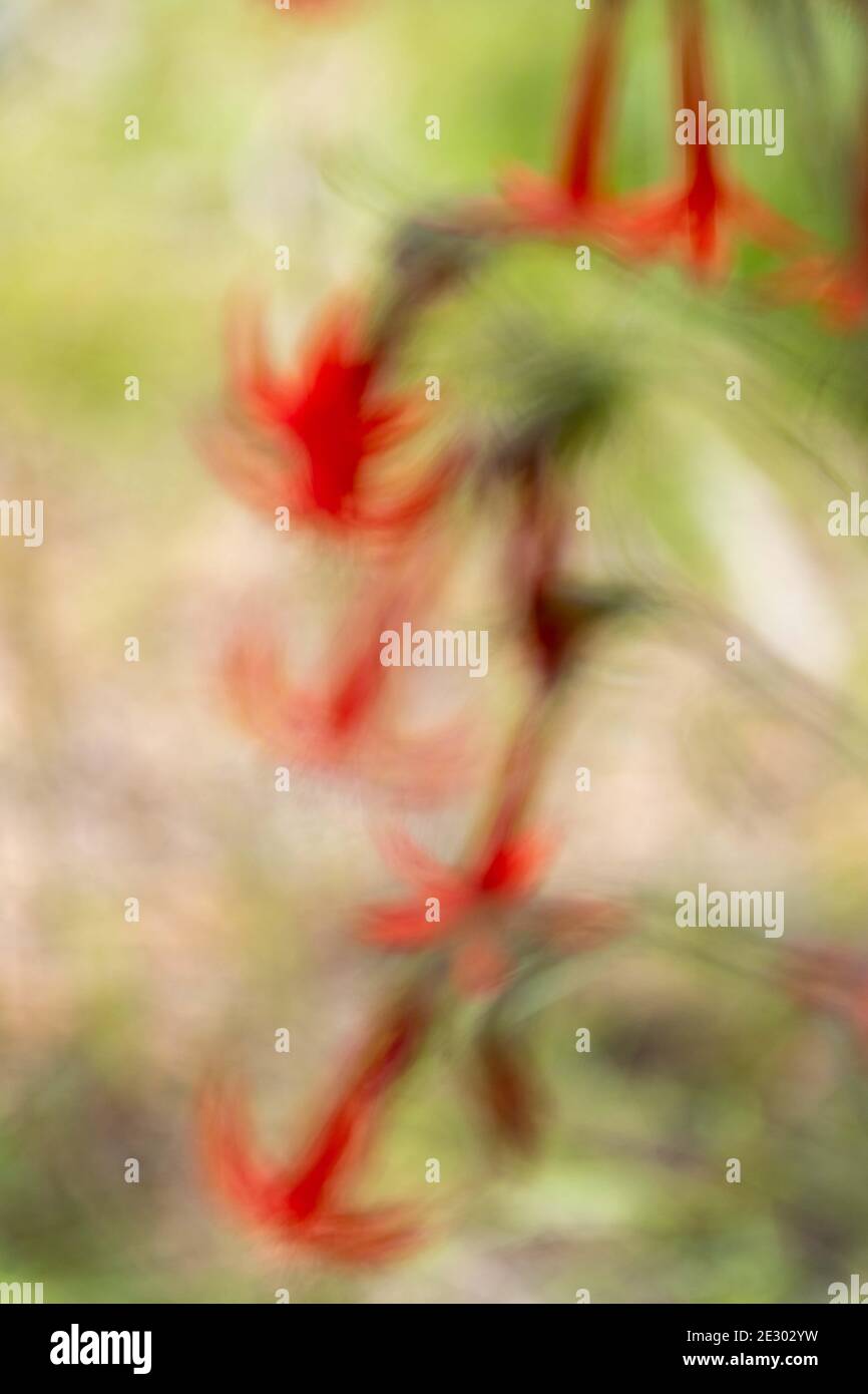 Red firecracker flower hi-res stock photography and images - Alamy
