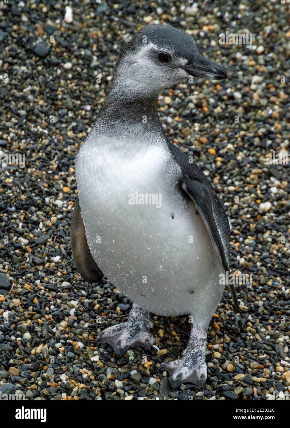 juvenile Magellanic penguin Stock Photo - Alamy