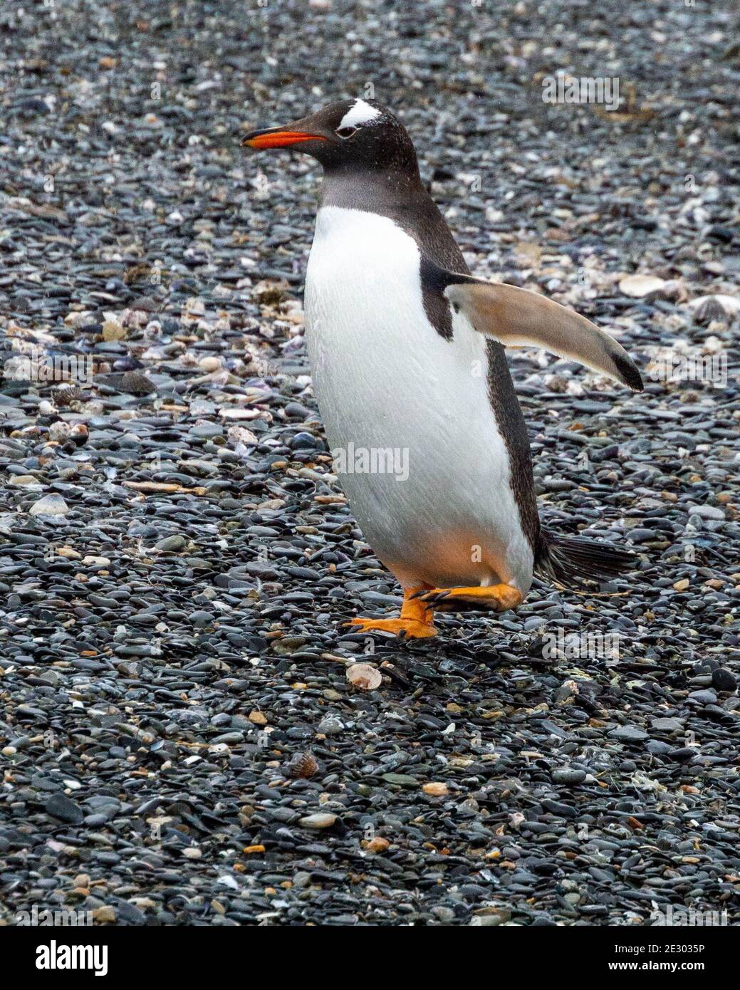 Penguin marching hi-res stock photography and images - Alamy