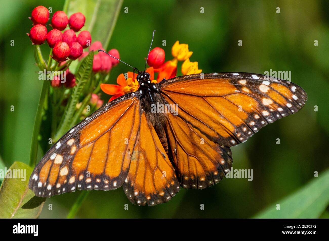 Monarch butterfly showing off Stock Photo - Alamy