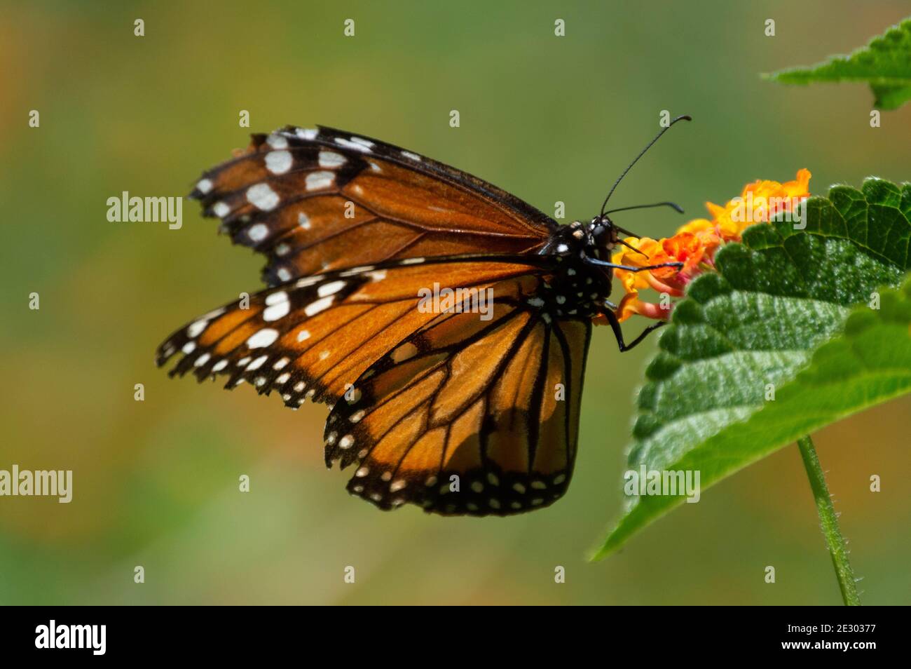Snacking Monarch butterfly Stock Photo - Alamy