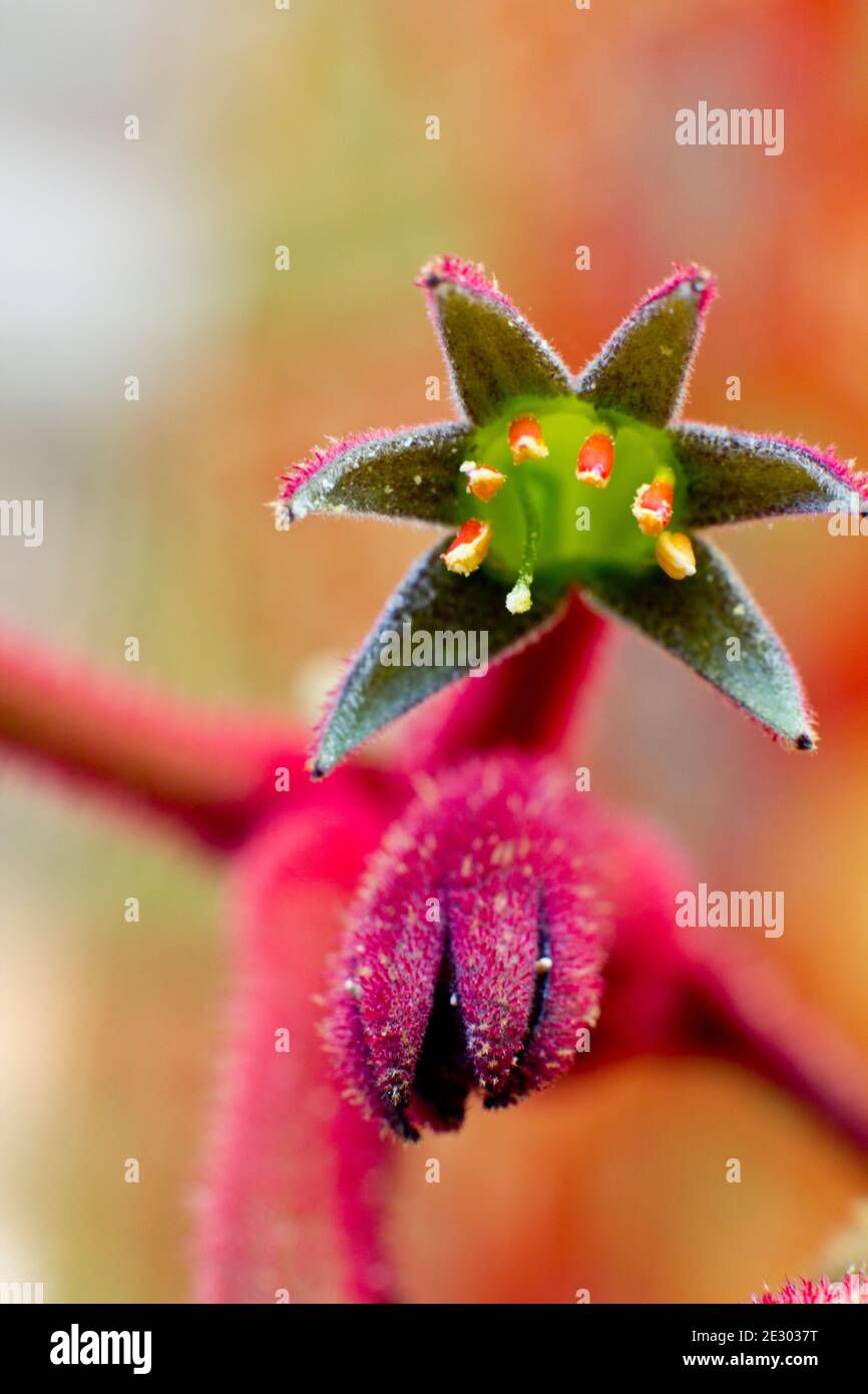 Red kangaroo paw flower Stock Photo - Alamy