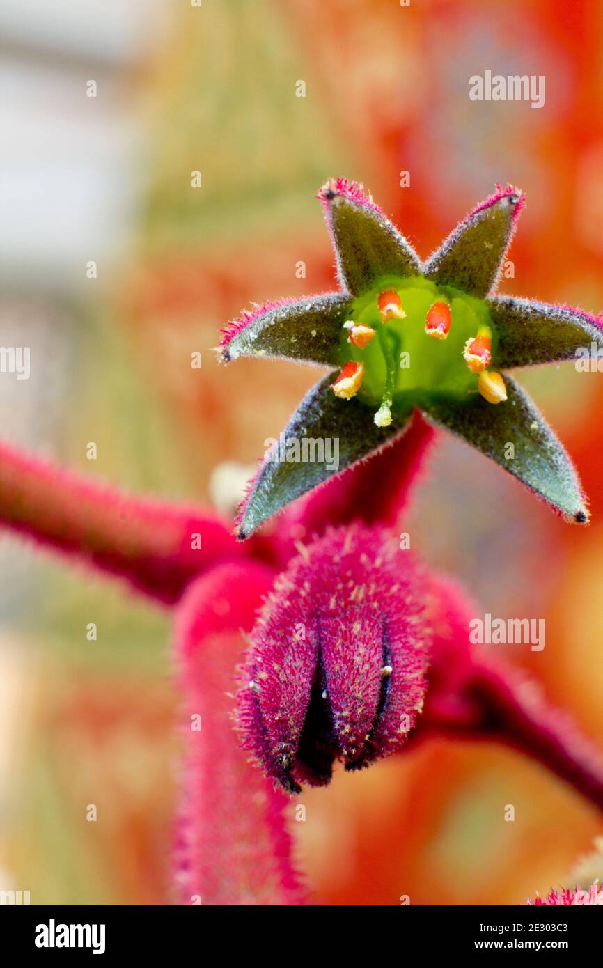 Red kangaroo paw flower Stock Photo - Alamy