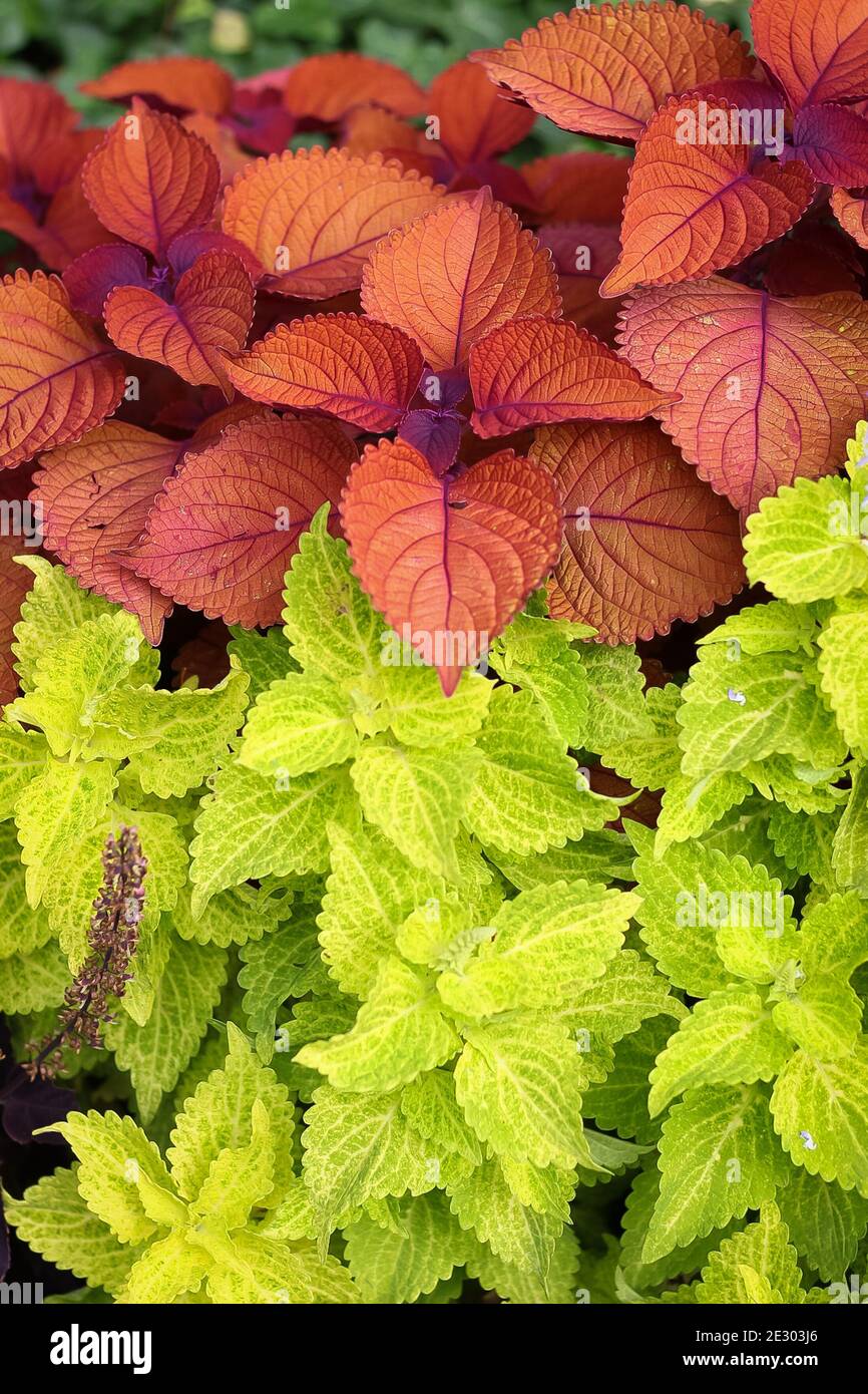 Vertical closeup of the Coleus plants Stock Photo - Alamy