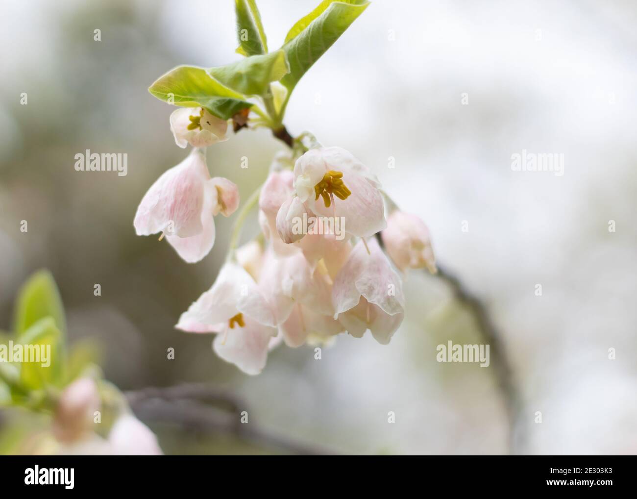 Silverbell tree hi-res stock photography and images - Alamy