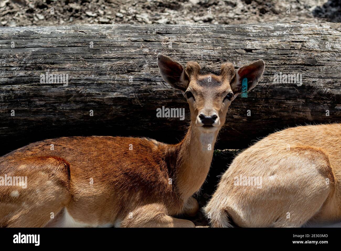Closeup of a female deer leaning in front of the tree stumps Stock ...