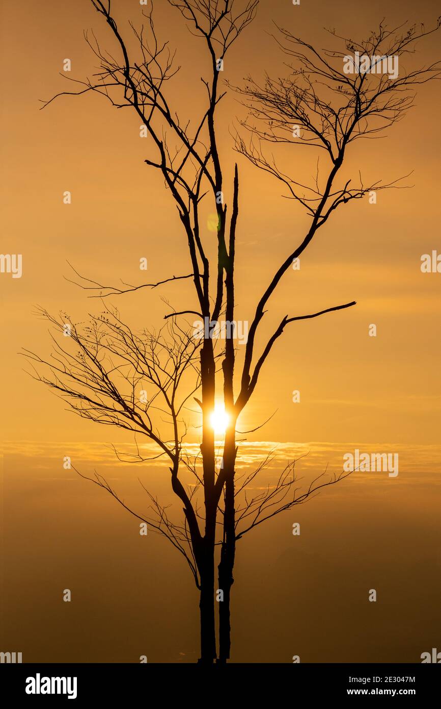 Tree silhouette sunrise hi-res stock photography and images - Alamy