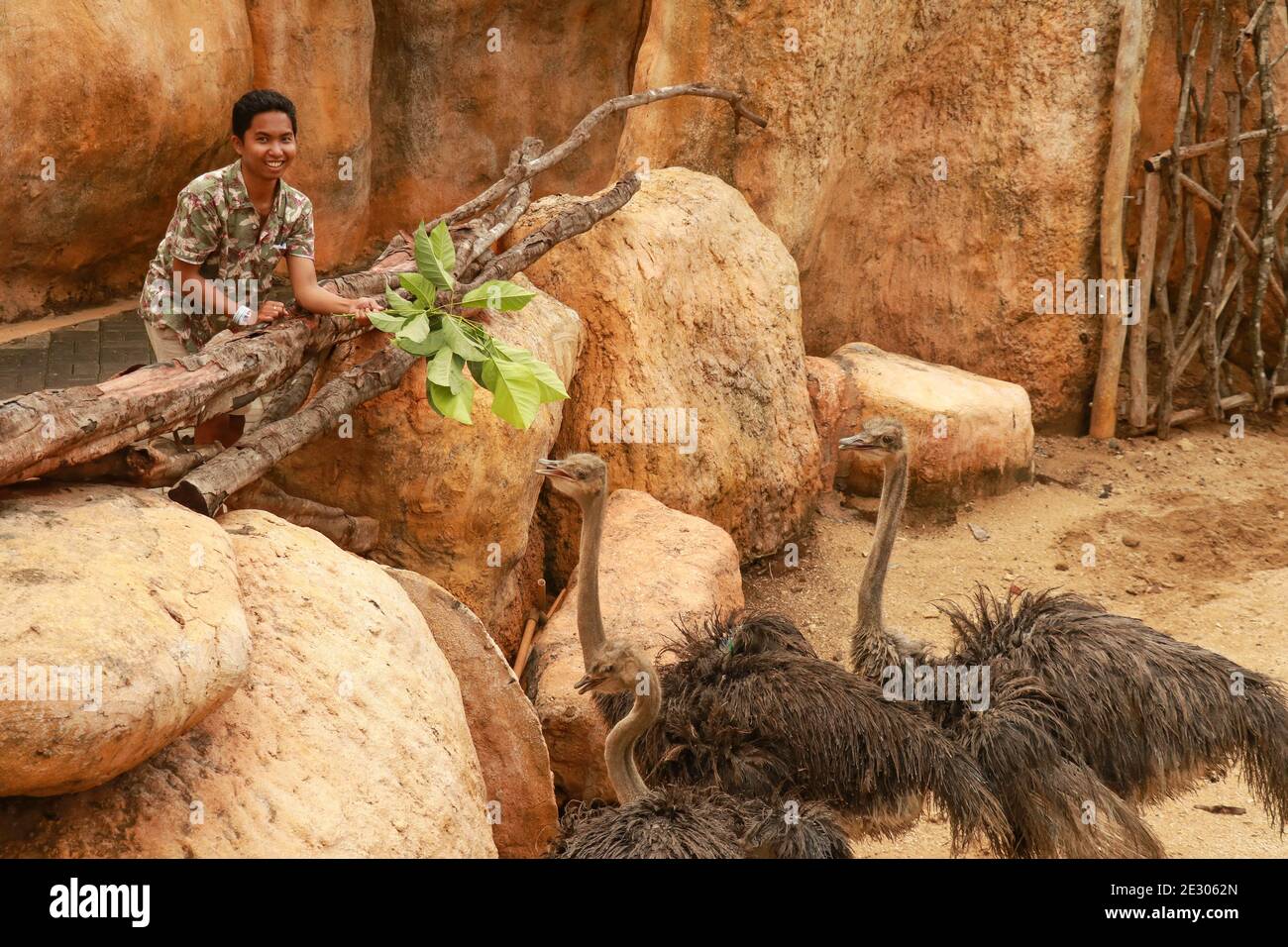 People feed ostriches in ZOO park, Bali, Indonesia. A Young Asian man ...