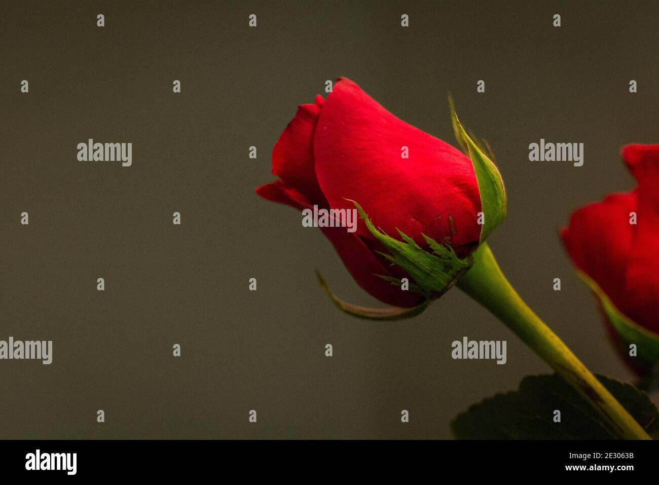 Red Rose With Grey Color Background High Resolution Stock Photography ...