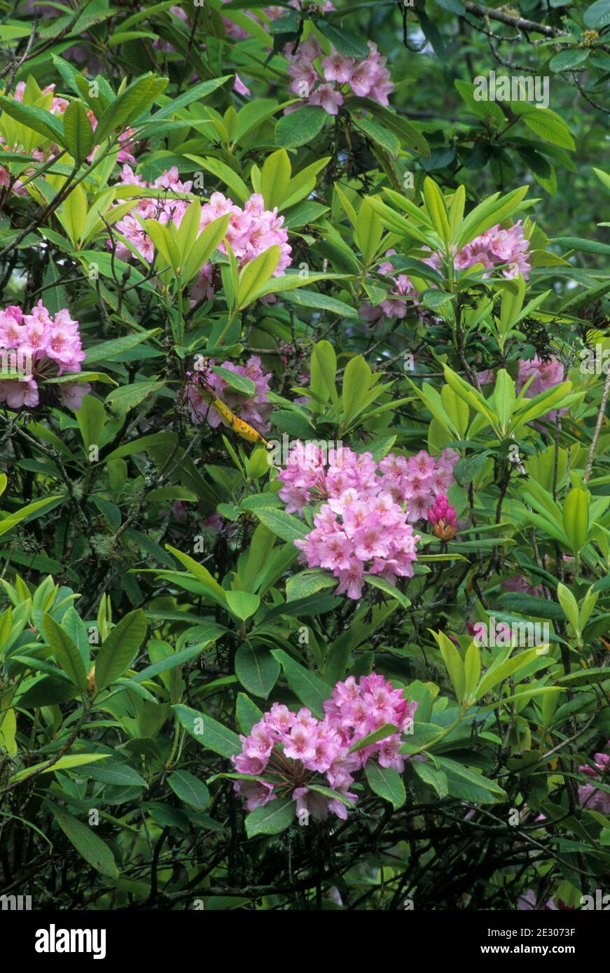 Pacific rhododendron (Rhododendron macrophyllum), Umpqua Dunes Scenic ...