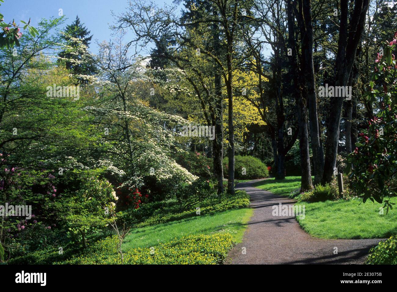Rhododendron Garden, Hendricks Park, Eugene, Oregon Stock Photo - Alamy
