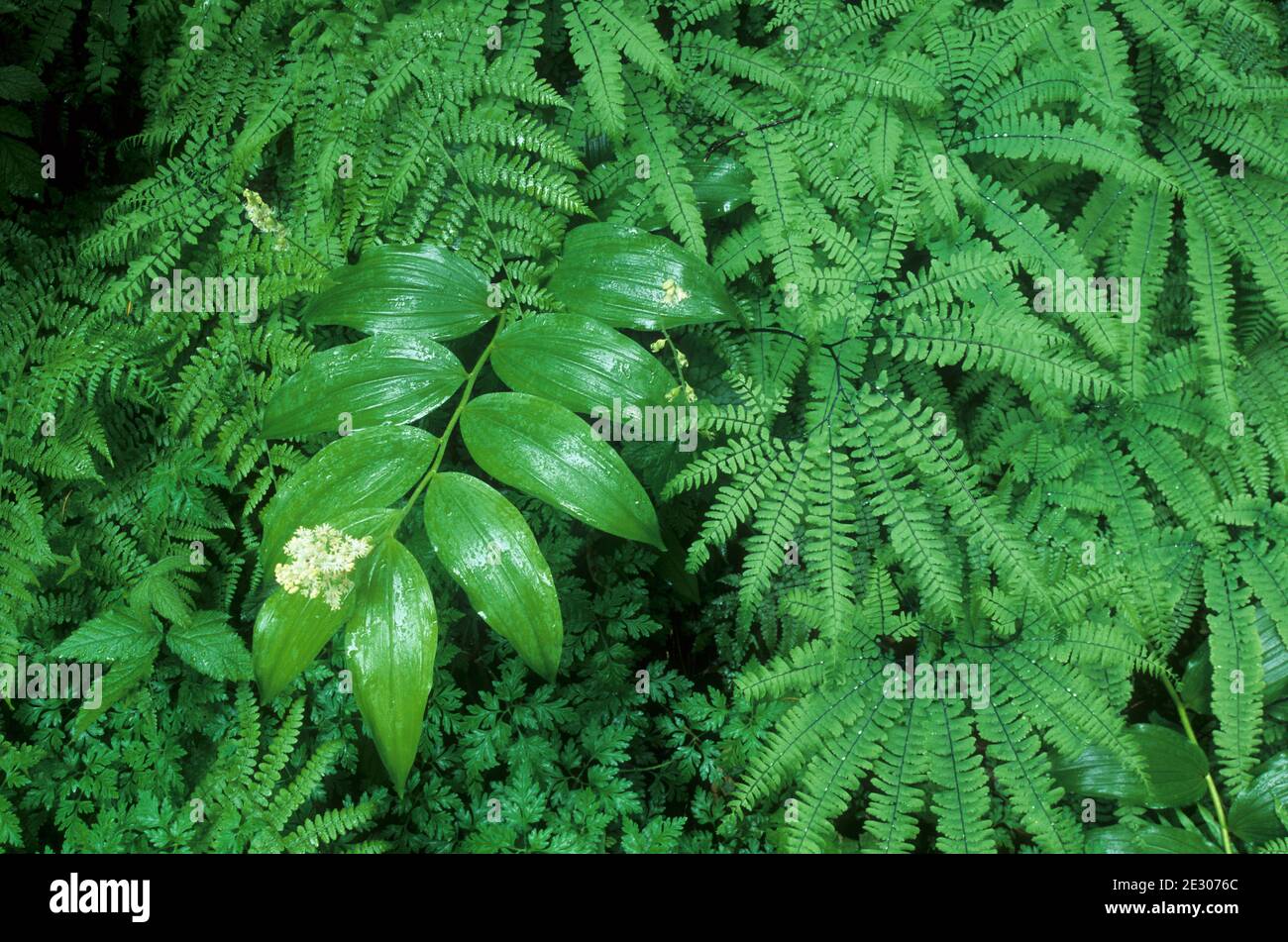 Solomons seal & Maidenhair fern, Shepperds Dell State Park, Columbia ...
