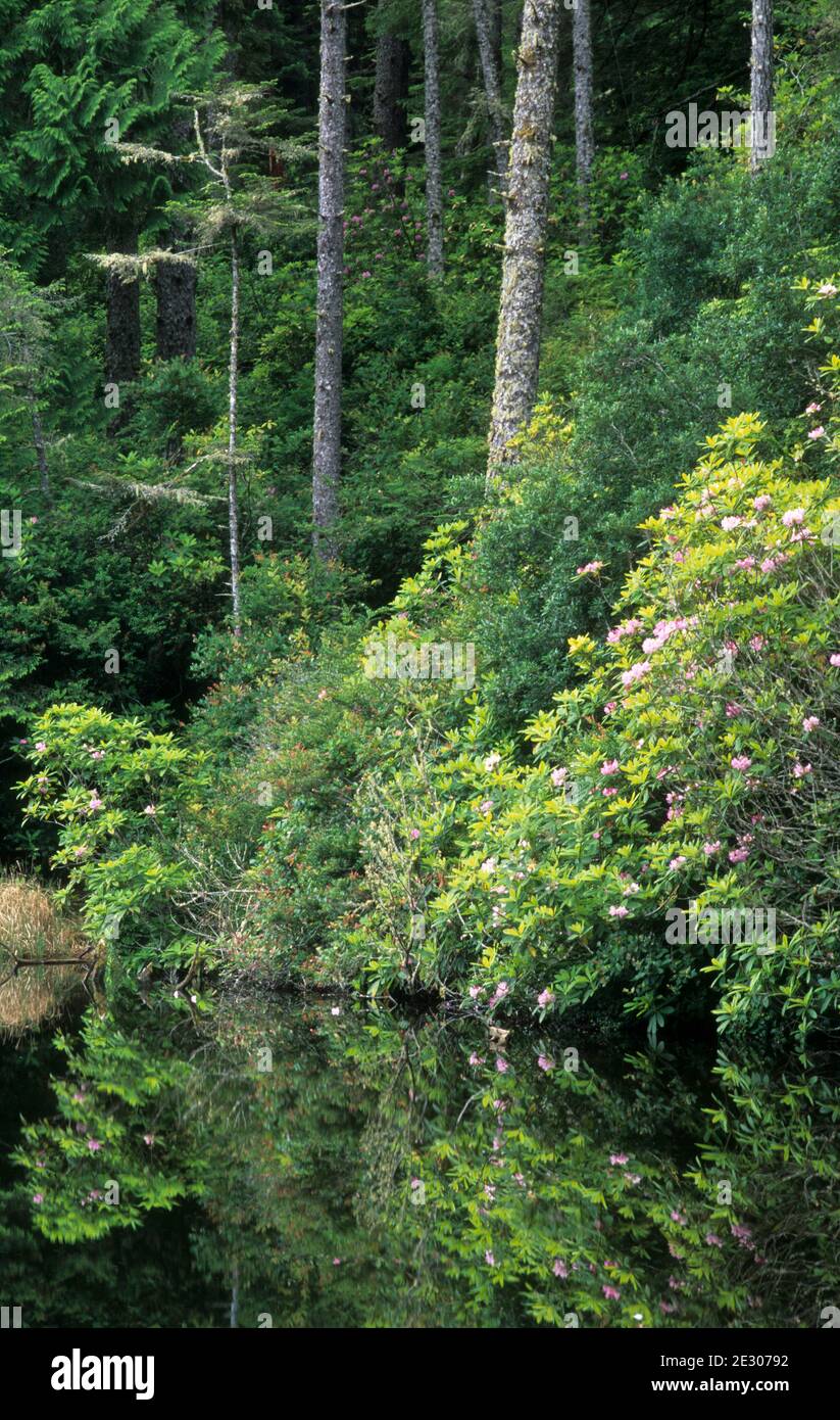 Lake Marie with Pacific rhododendron (Rhododendron macrophyllum ...