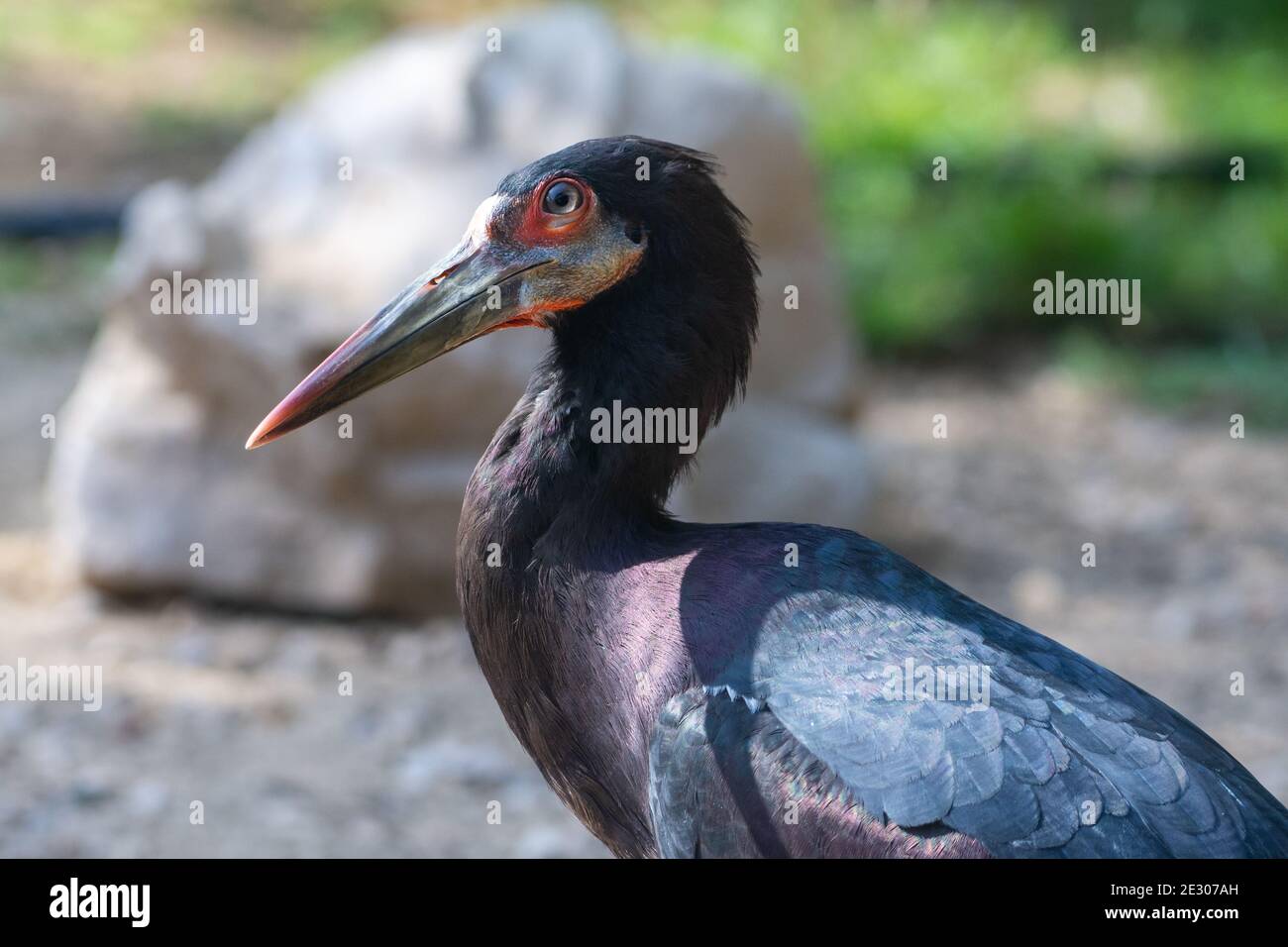 Abdim's stork (Ciconia abdimii), also known as white-bellied stork ...